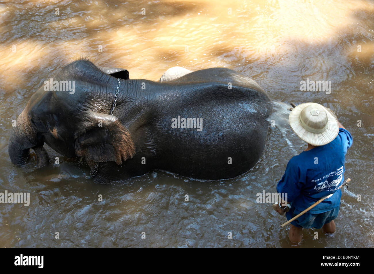 Elephant Being Washed In The River , Maesa Elephant Camp , Chiang Mai ...