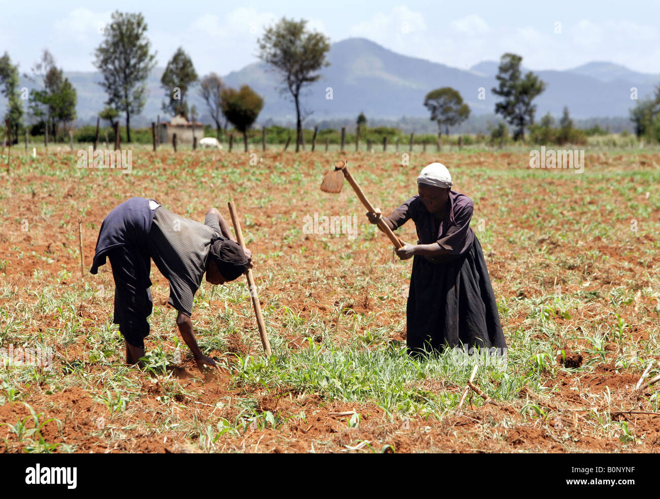 Kenya farm hi-res stock photography and images - Alamy