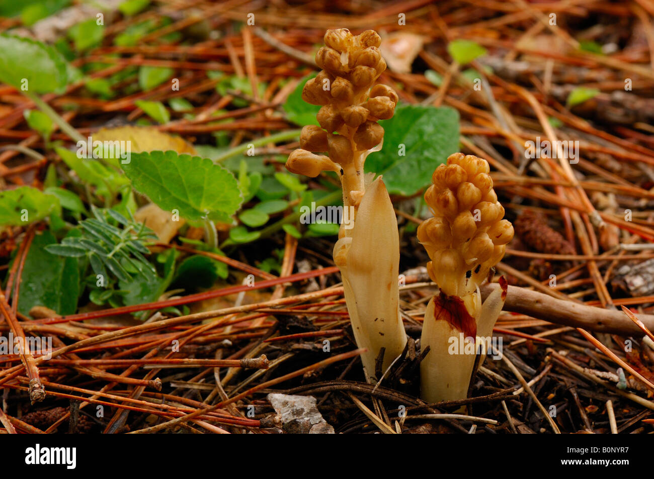 Neottia nidus-avis in “Els Ports” Nature reserve Stock Photo - Alamy