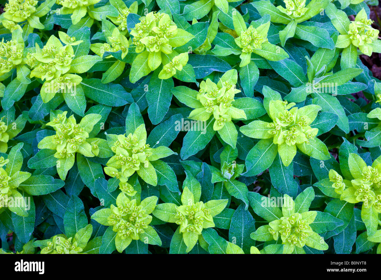Spring plants at Watersmeet in Exmoor National Park Devon England Stock ...