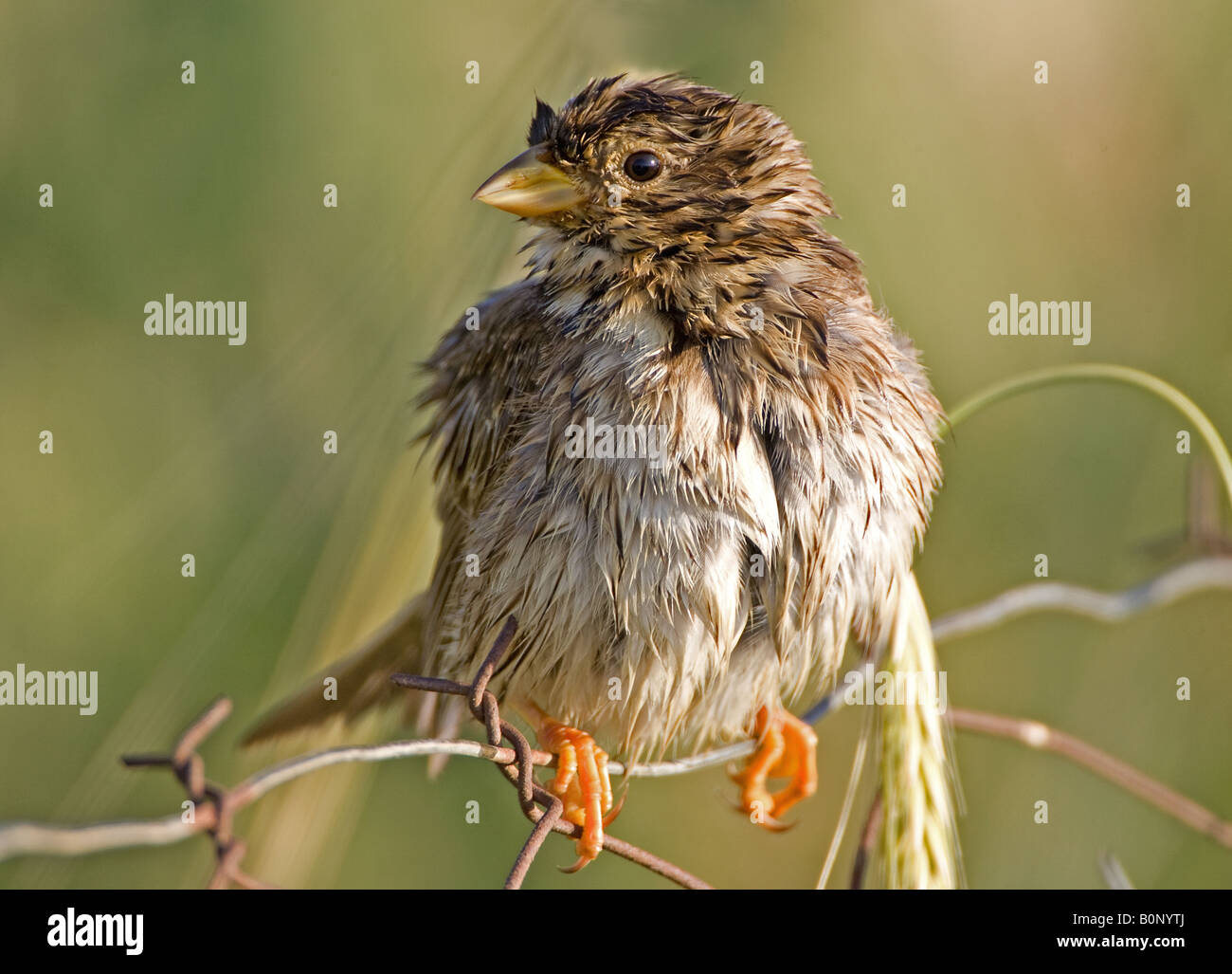 Largest of buntings hi-res stock photography and images - Alamy