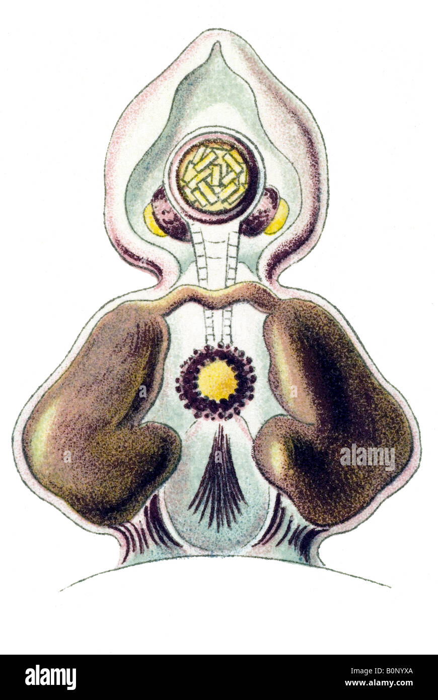 Peromedusae, Coronatae Name Periphylla mirabilis, part, Haeckel, art ...