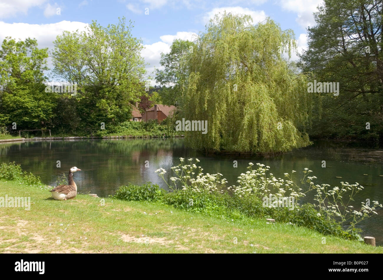 Pond Shottermill Haslemere Surrey UK Stock Photo - Alamy