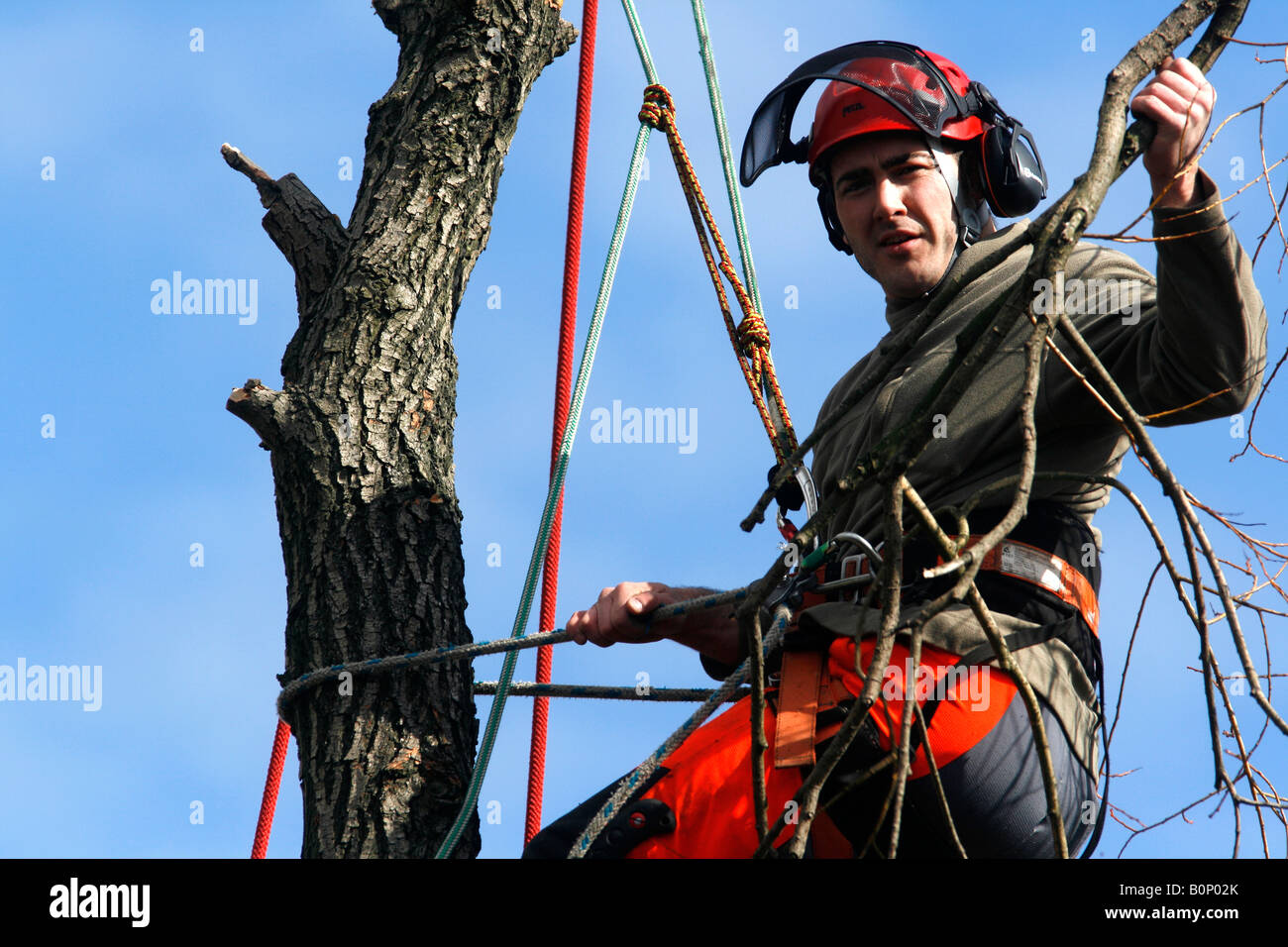Ear willow hi-res stock photography and images - Alamy