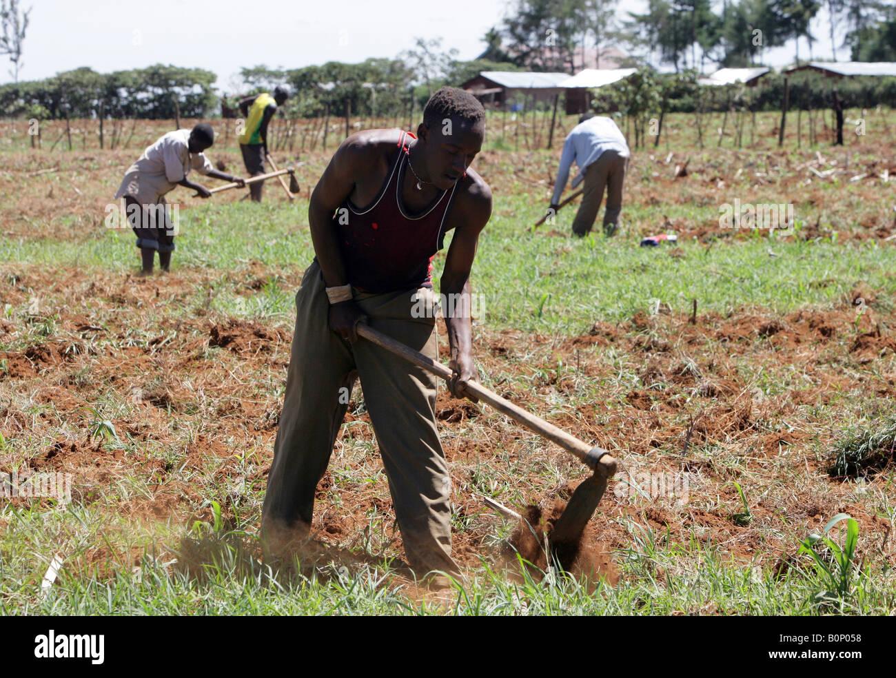 Kenya: young men planting a maize field near Eldoret Stock Photo - Alamy