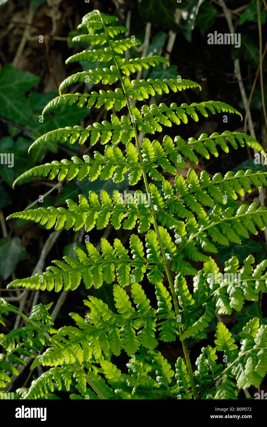 Broad buckler Fern Dryopteris austriaca, Wales, UK Stock Photo - Alamy