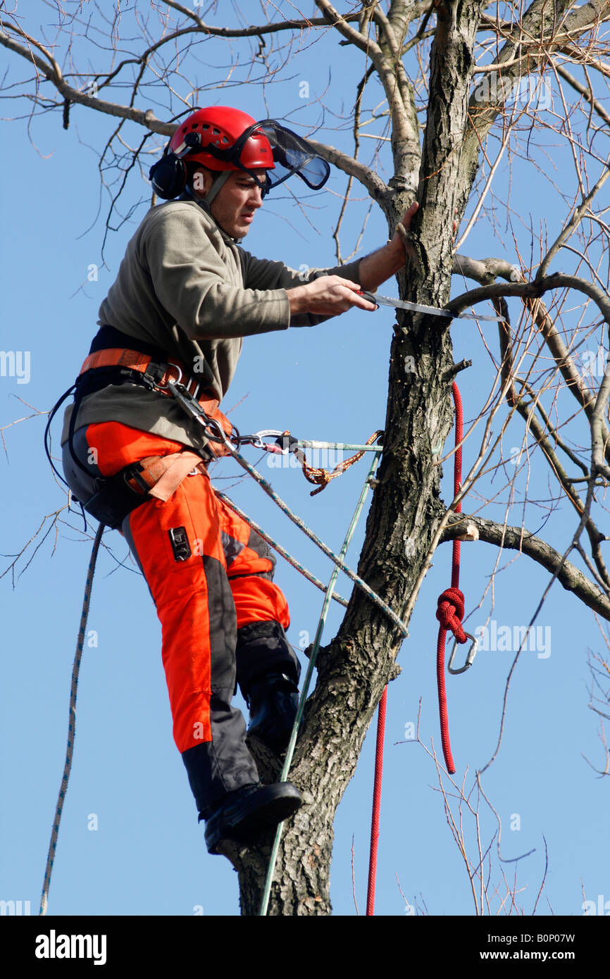 080317 Tree surgeon working on a crack willow Salix fragilis Stock ...