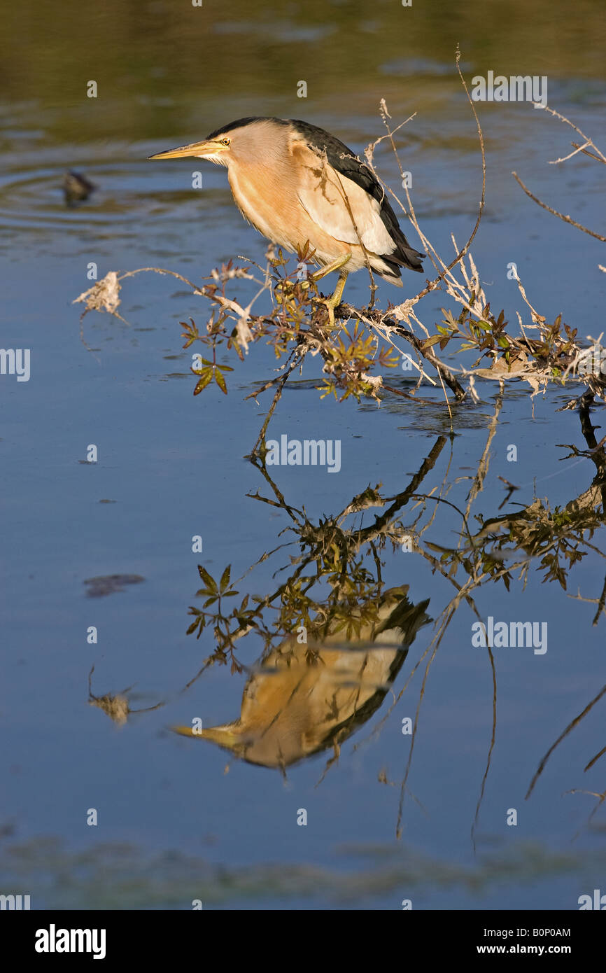 Little Bittern sitting on edge of branches looking for food in fresh ...