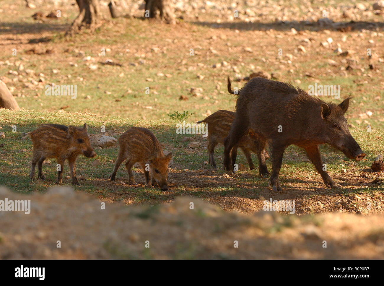 wild boar mother and her litter in “Els Ports” Nature reserve Stock ...
