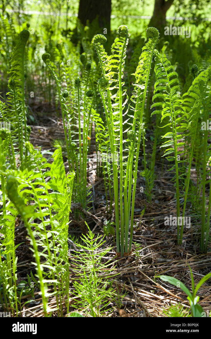 Fern grown wild in Ontario Canada Stock Photo - Alamy