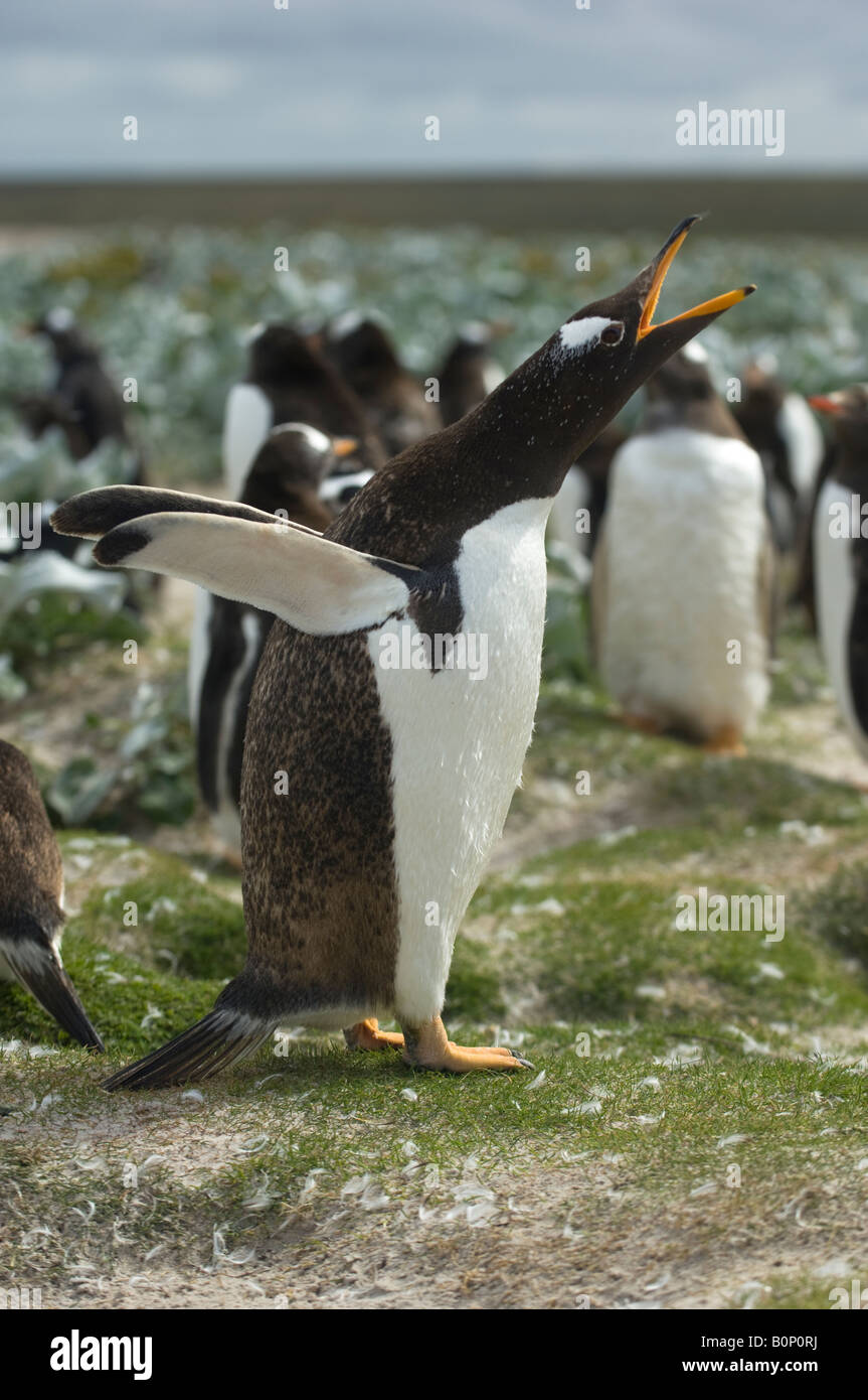 Full length portrait of a Gentoo Penguin stretching, Volunteer Point ...