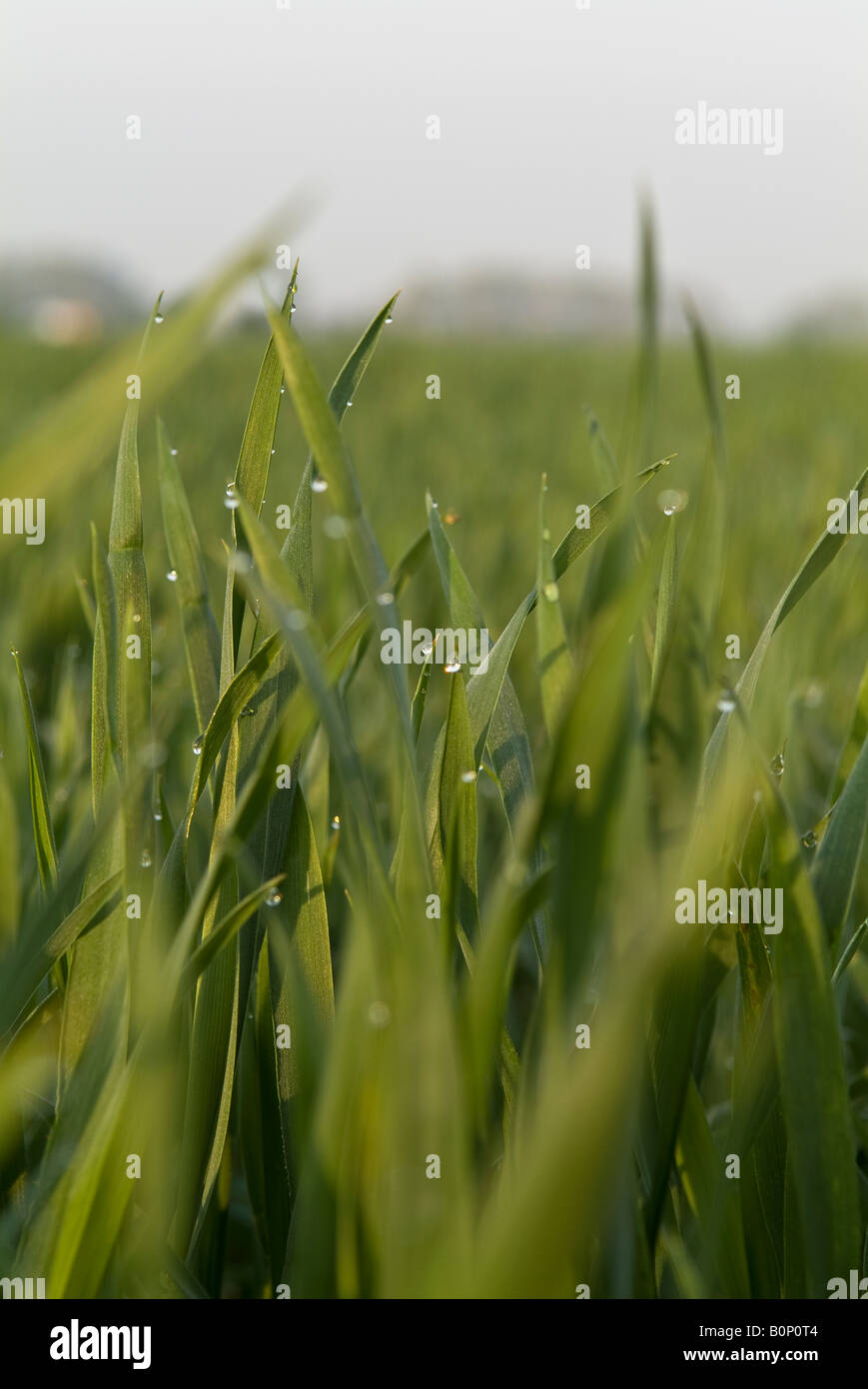 morning dew on leaves Stock Photo - Alamy