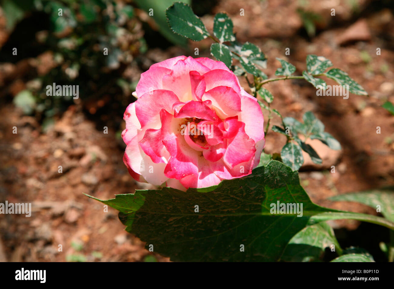Rose of india hi-res stock photography and images - Alamy