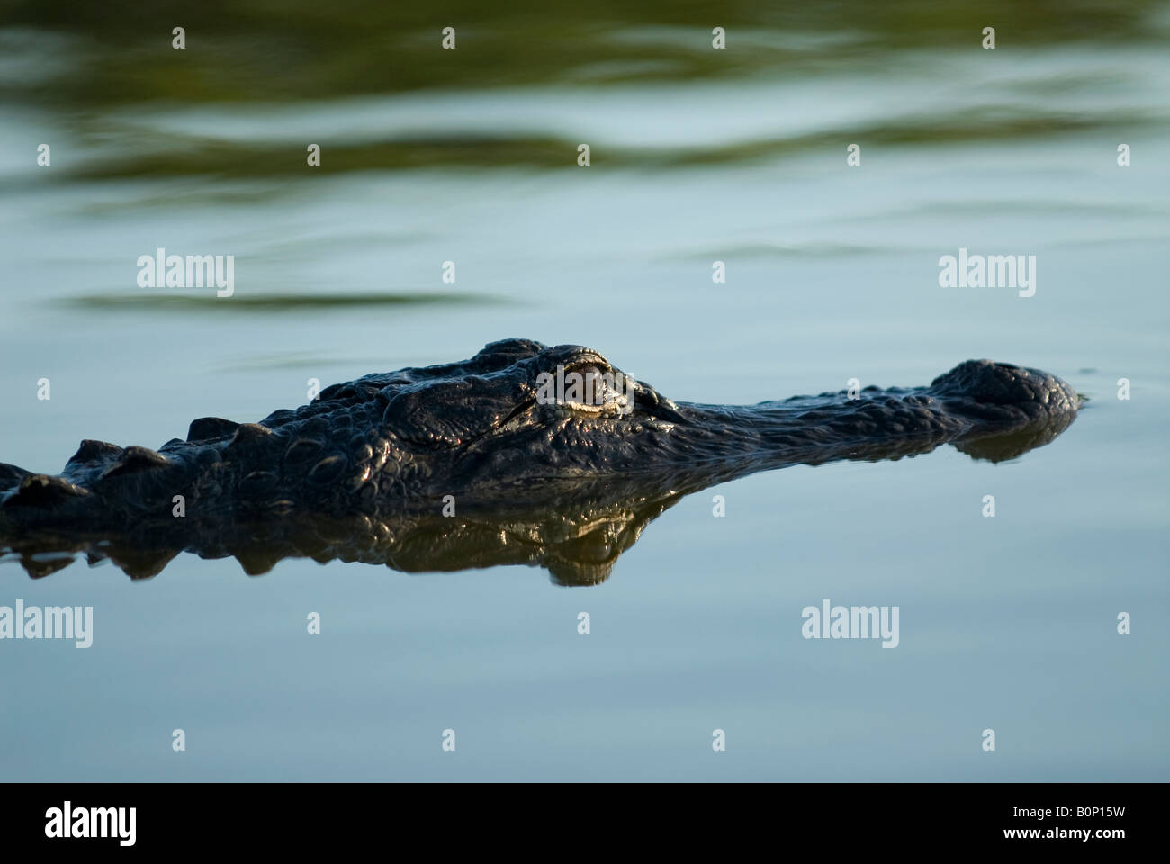 Alligators at eco pond hi-res stock photography and images - Alamy