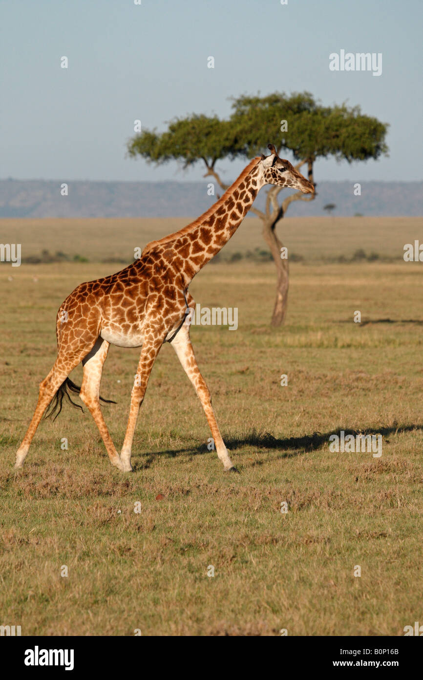 Acacia giraffe hi-res stock photography and images - Alamy