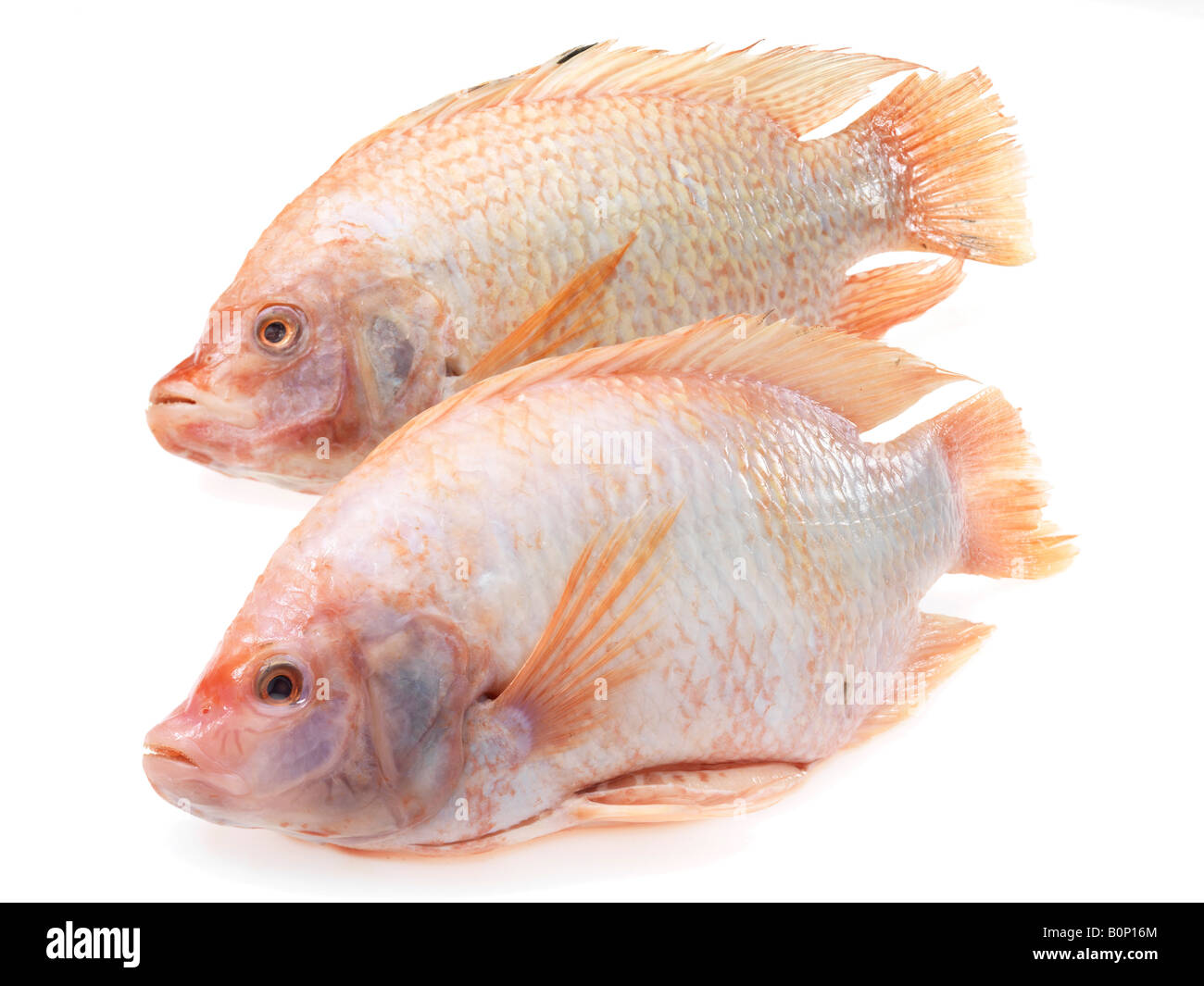 Tilapia hi-res stock photography and images - Alamy