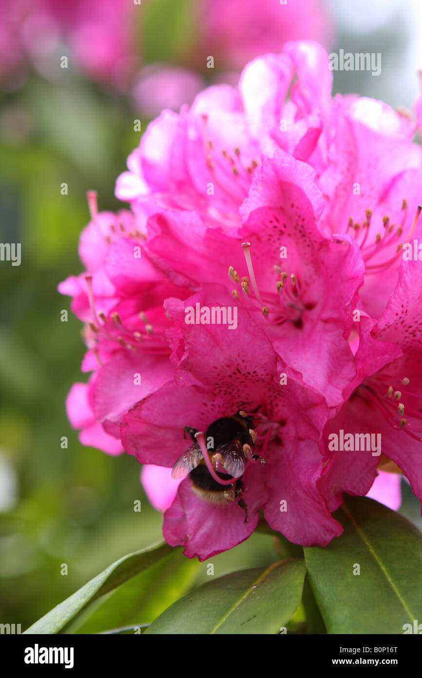 Azalea queen hi-res stock photography and images - Alamy