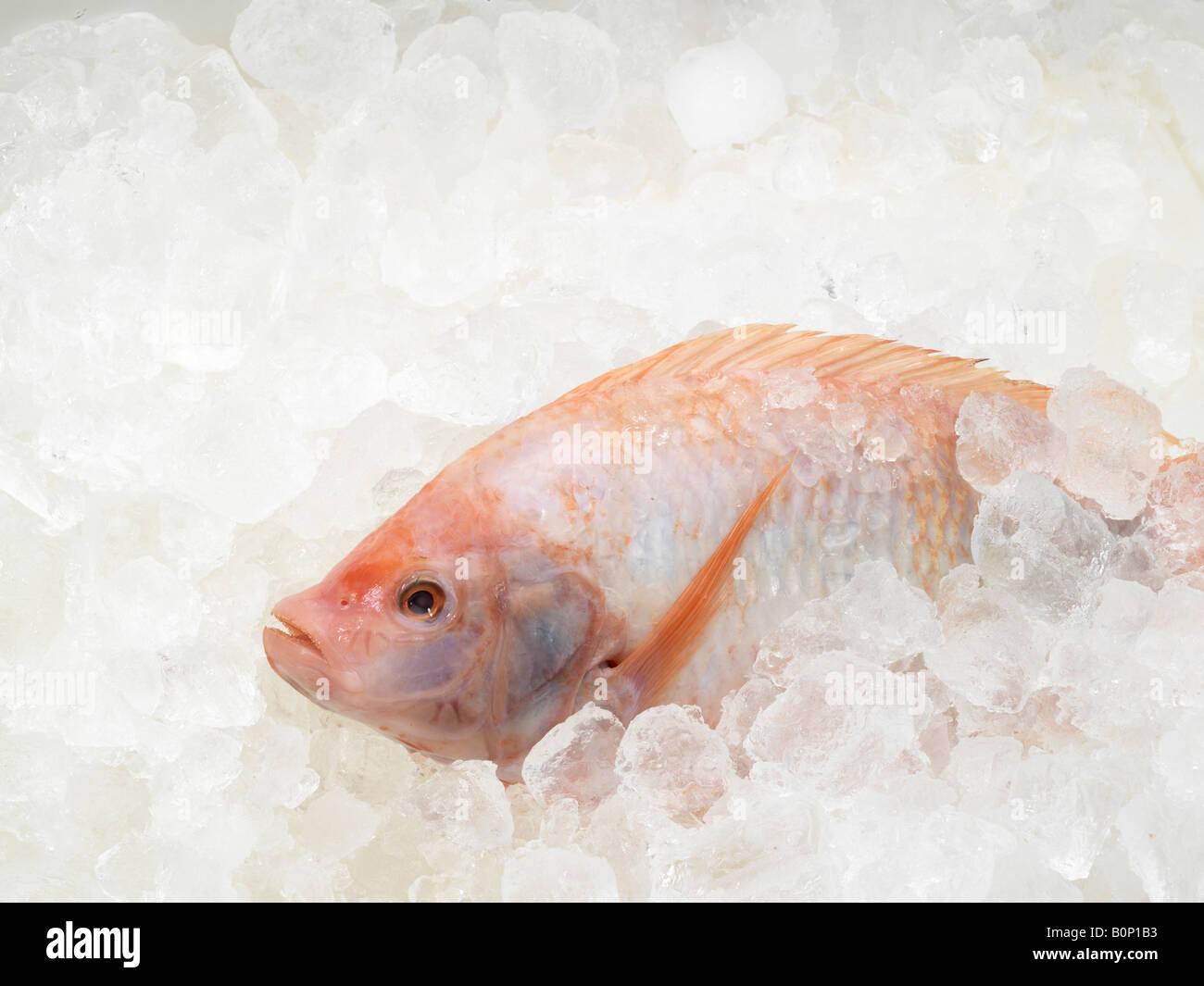 Tilapia fish hi-res stock photography and images - Alamy