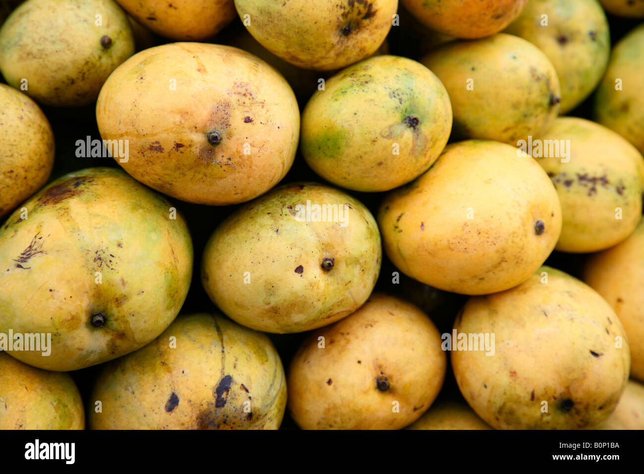 Ripe indian mangoes hi-res stock photography and images - Alamy