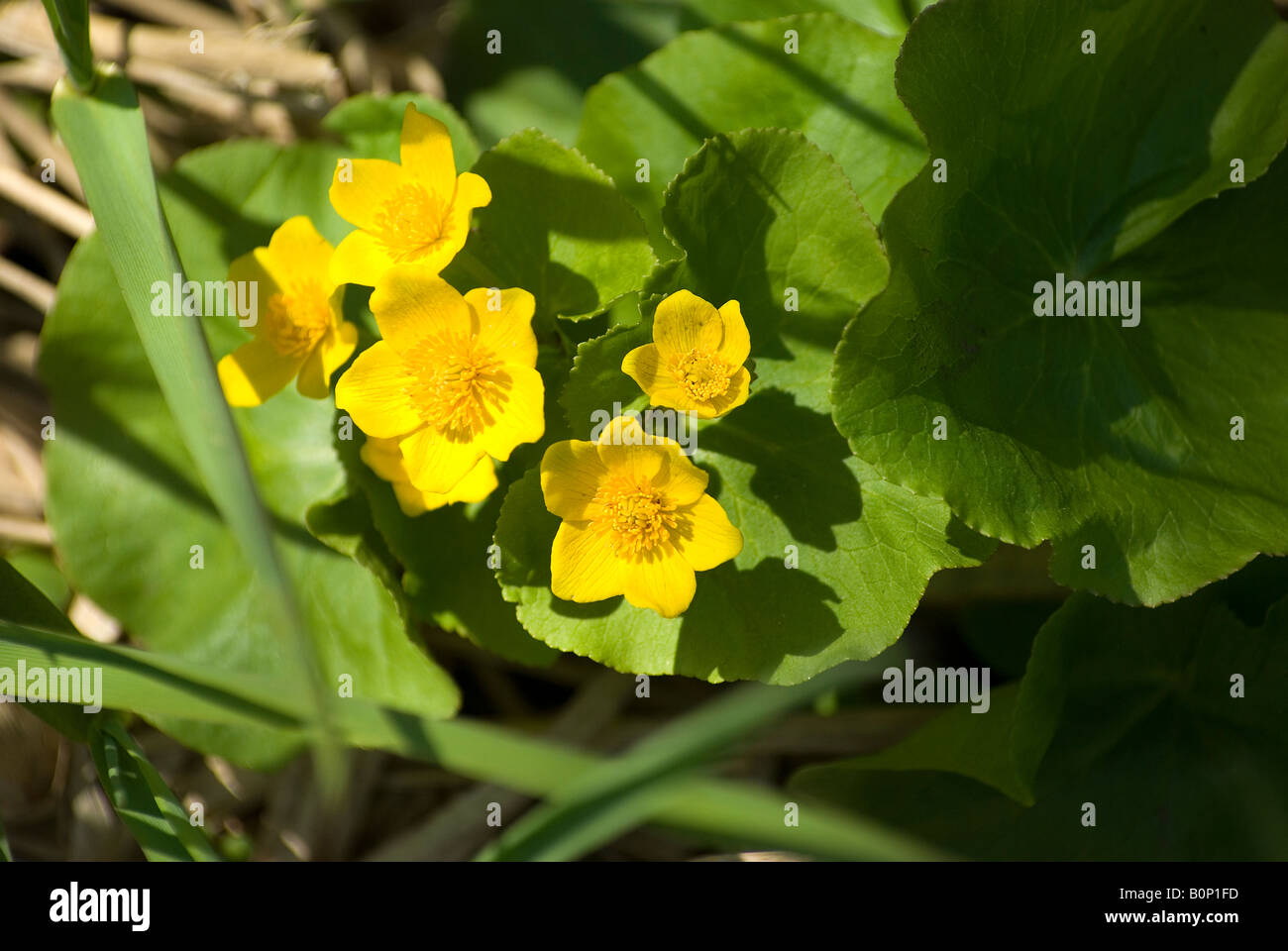 Marsh Marigolds in Vermont in spring, close up Stock Photo - Alamy