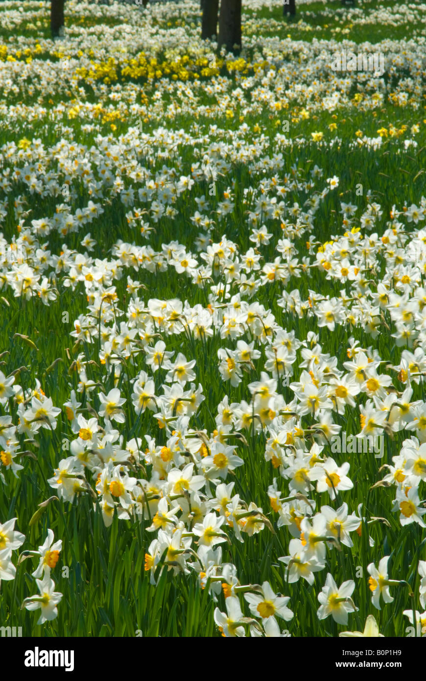 Park of Daffodils, Aberdeen, Scotland Stock Photo - Alamy