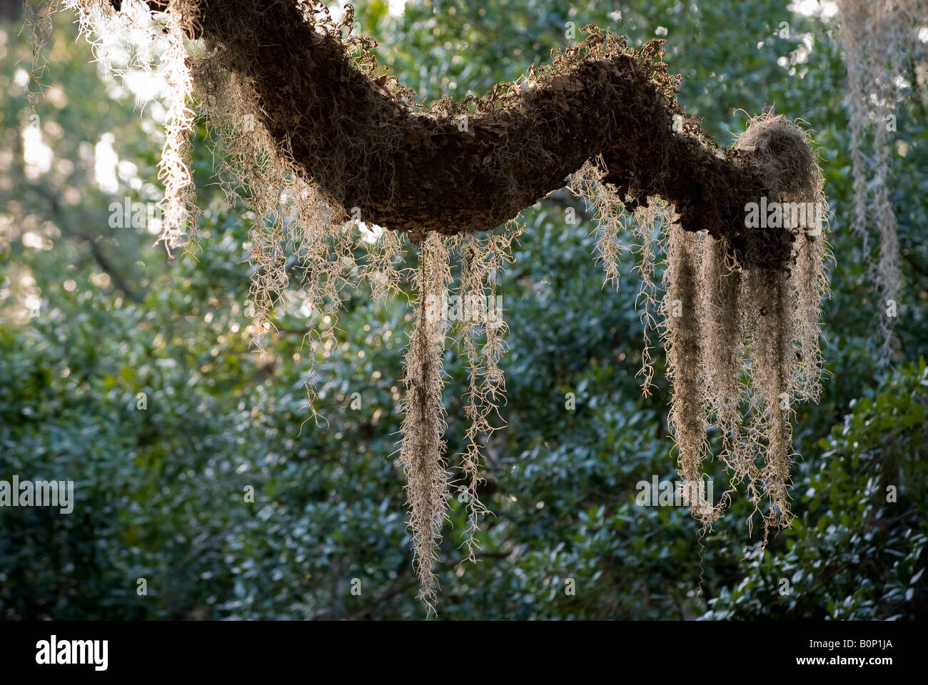 Epiphytes spanish moss hi-res stock photography and images - Alamy