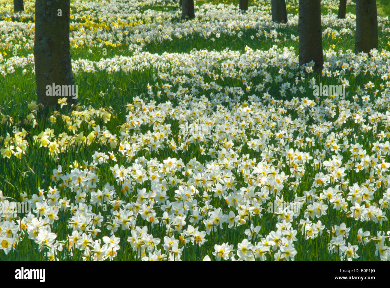 Park of Daffodils, Aberdeen, Scotland Stock Photo - Alamy