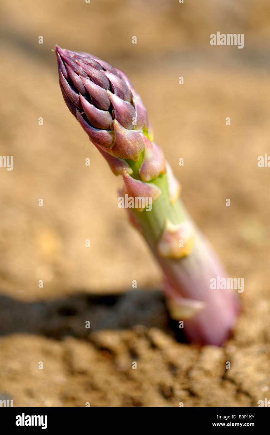 Asparagus growing in a field Stock Photo - Alamy