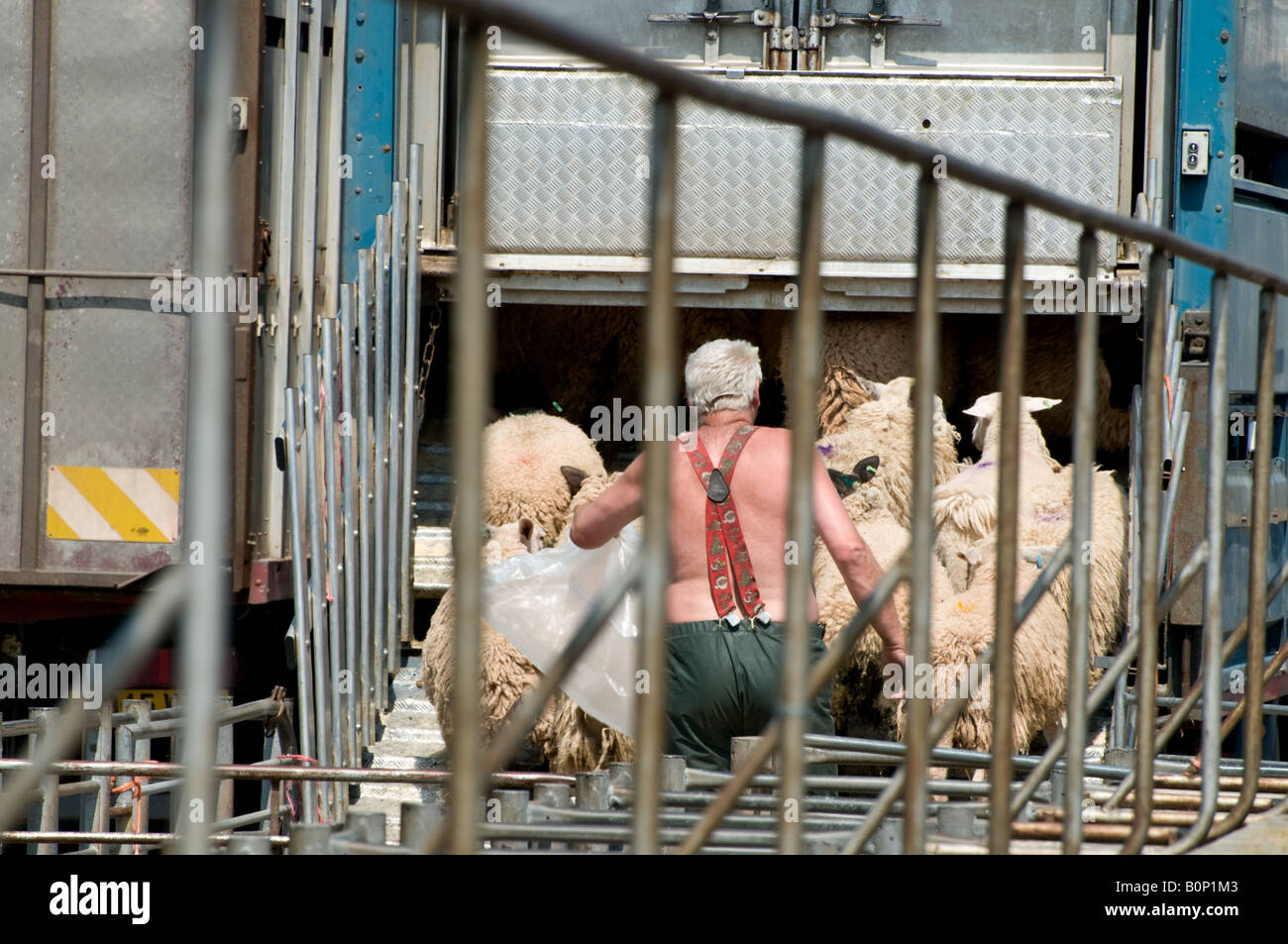 Sheep loading into trucks in Livestock market, Herefordshire Stock ...