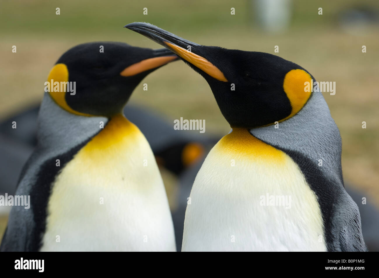 Kings penguins hi-res stock photography and images - Alamy
