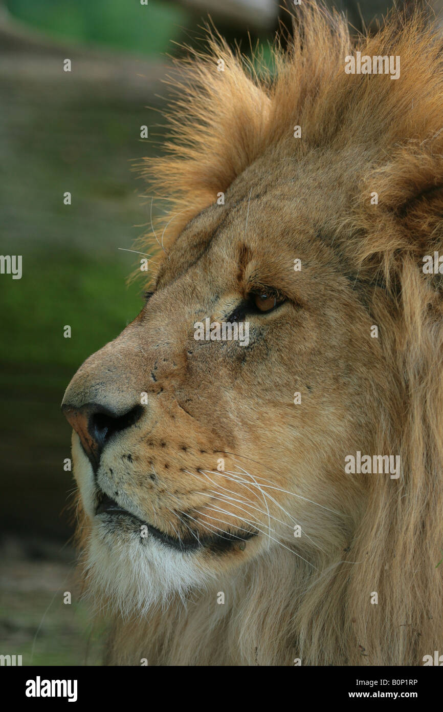 The face of a male lion Panthera leo Stock Photo - Alamy