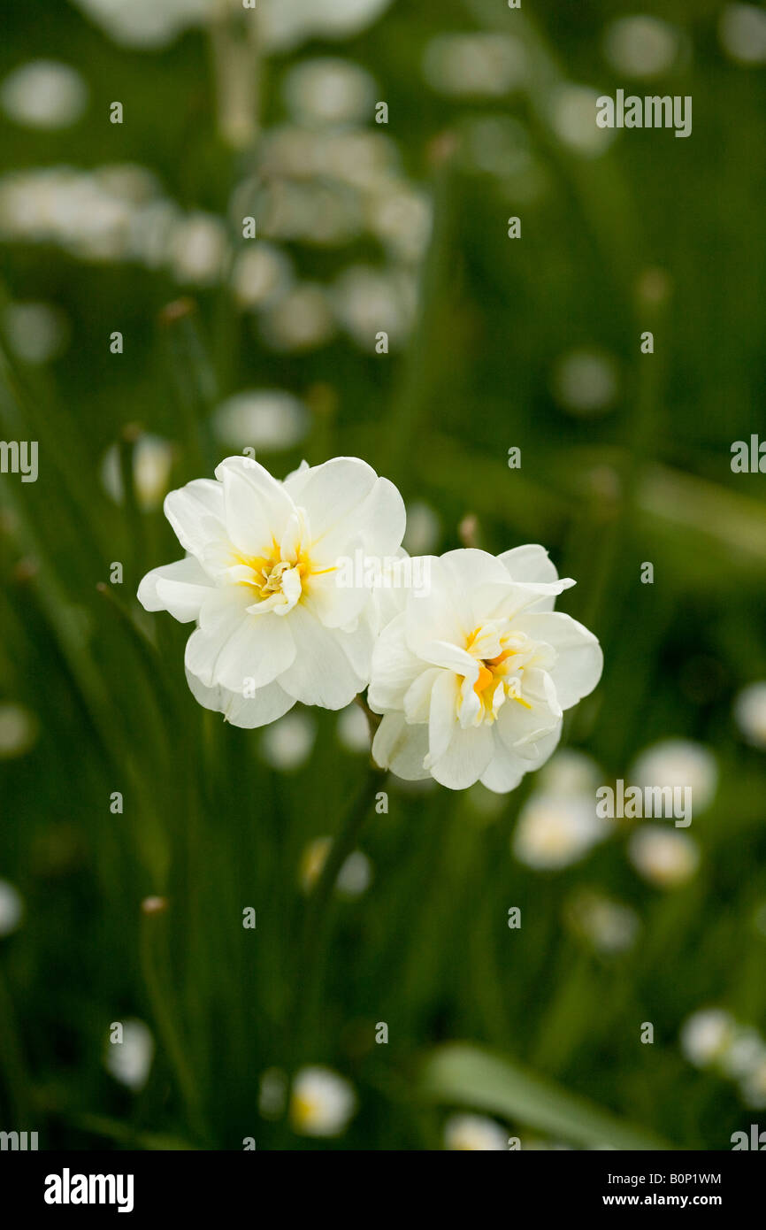 white narcissus daffodil "cheerfulness" in bloom Stock Photo - Alamy