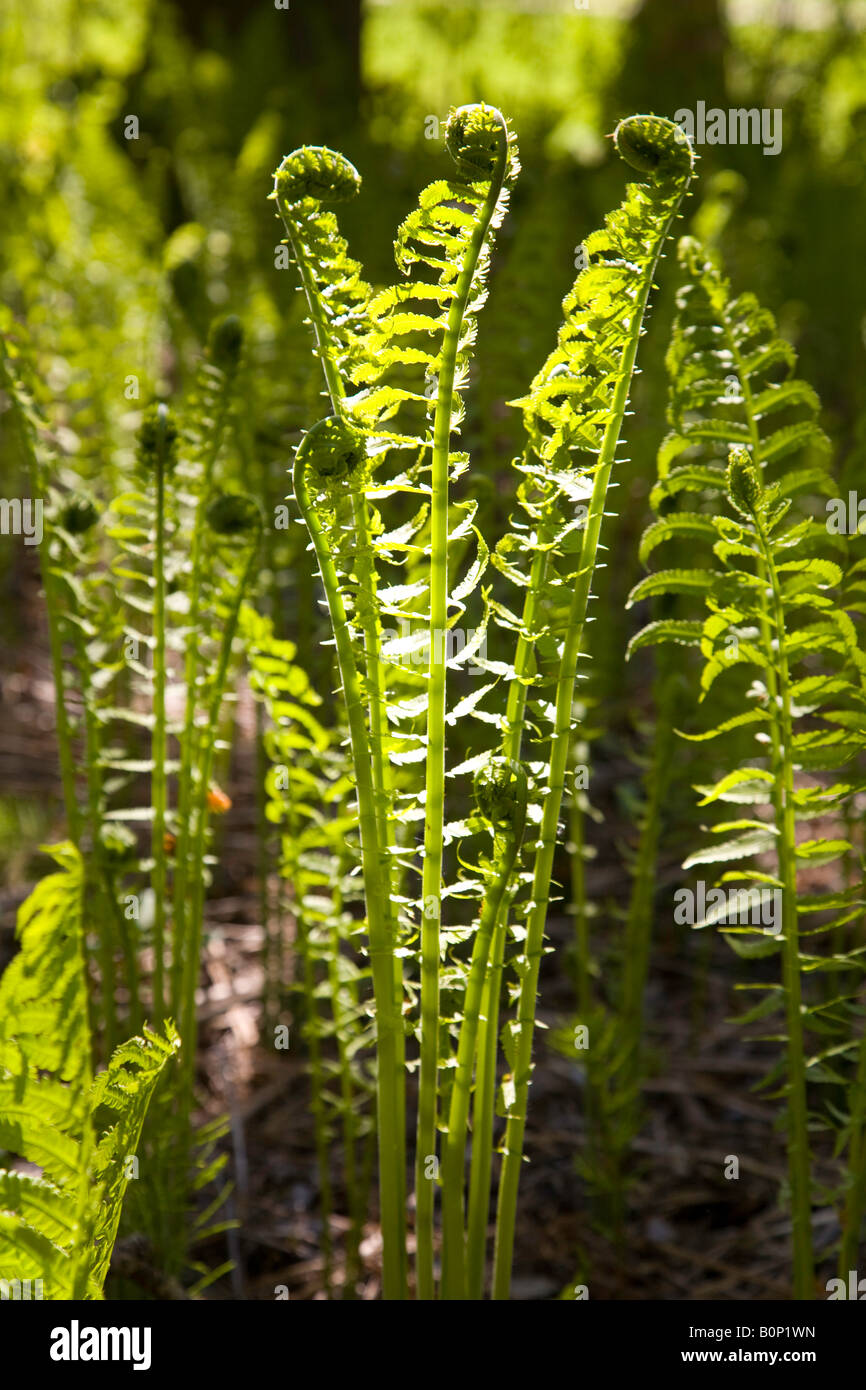 Canada ontario wi hi-res stock photography and images - Alamy