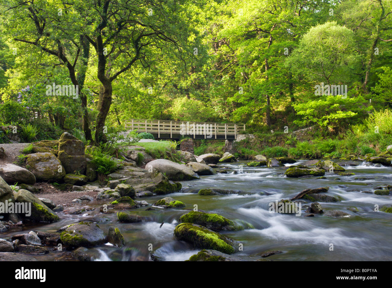 Trees in spring national hi-res stock photography and images - Alamy