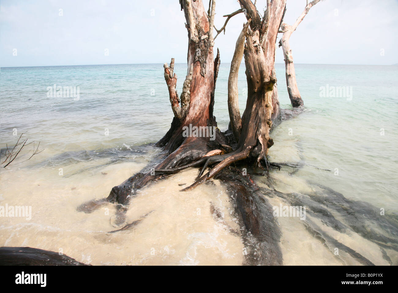 Dry tree at havelock island, andaman india Stock Photo - Alamy