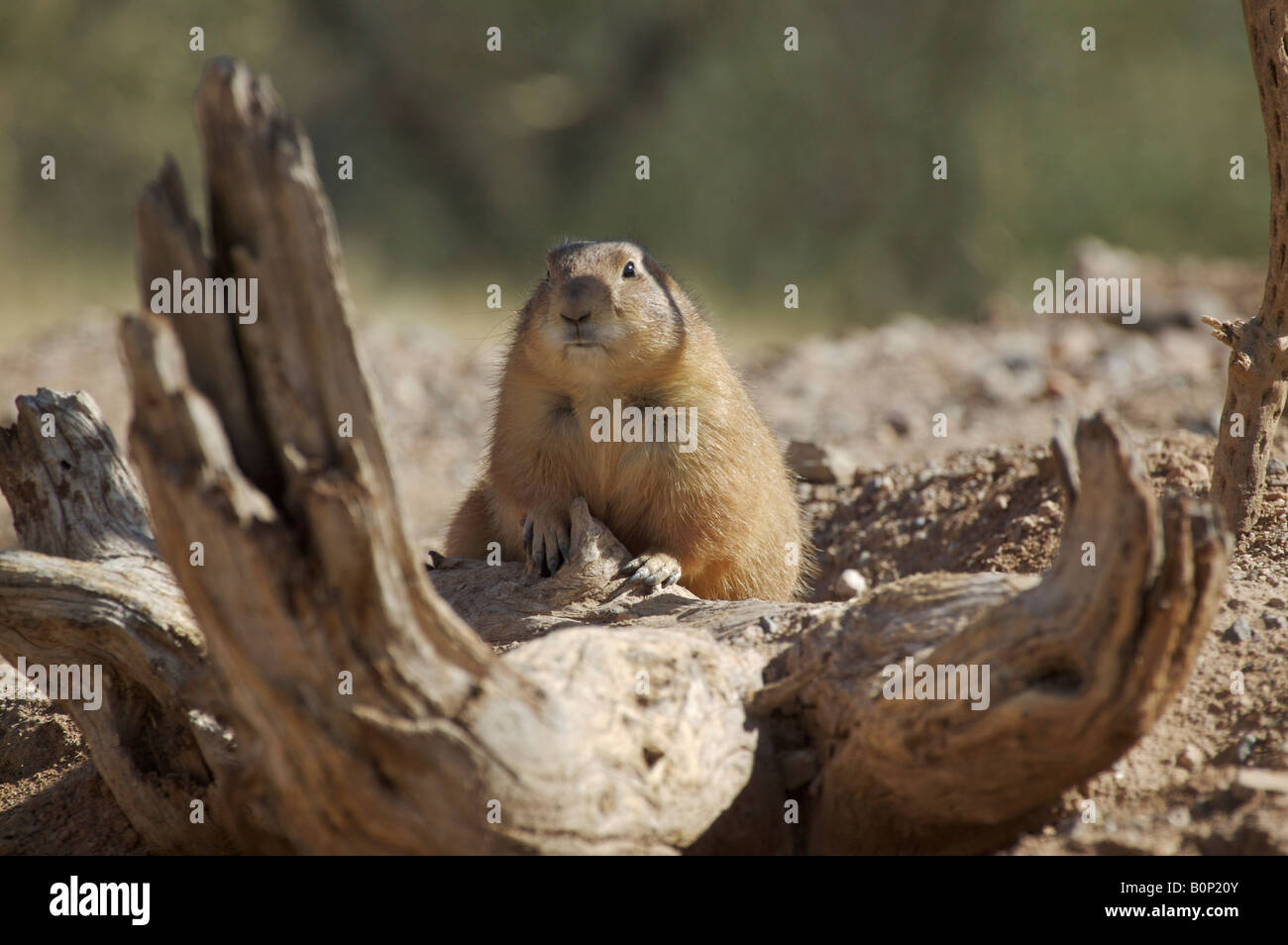 Prairie Dog at burrow Stock Photo - Alamy