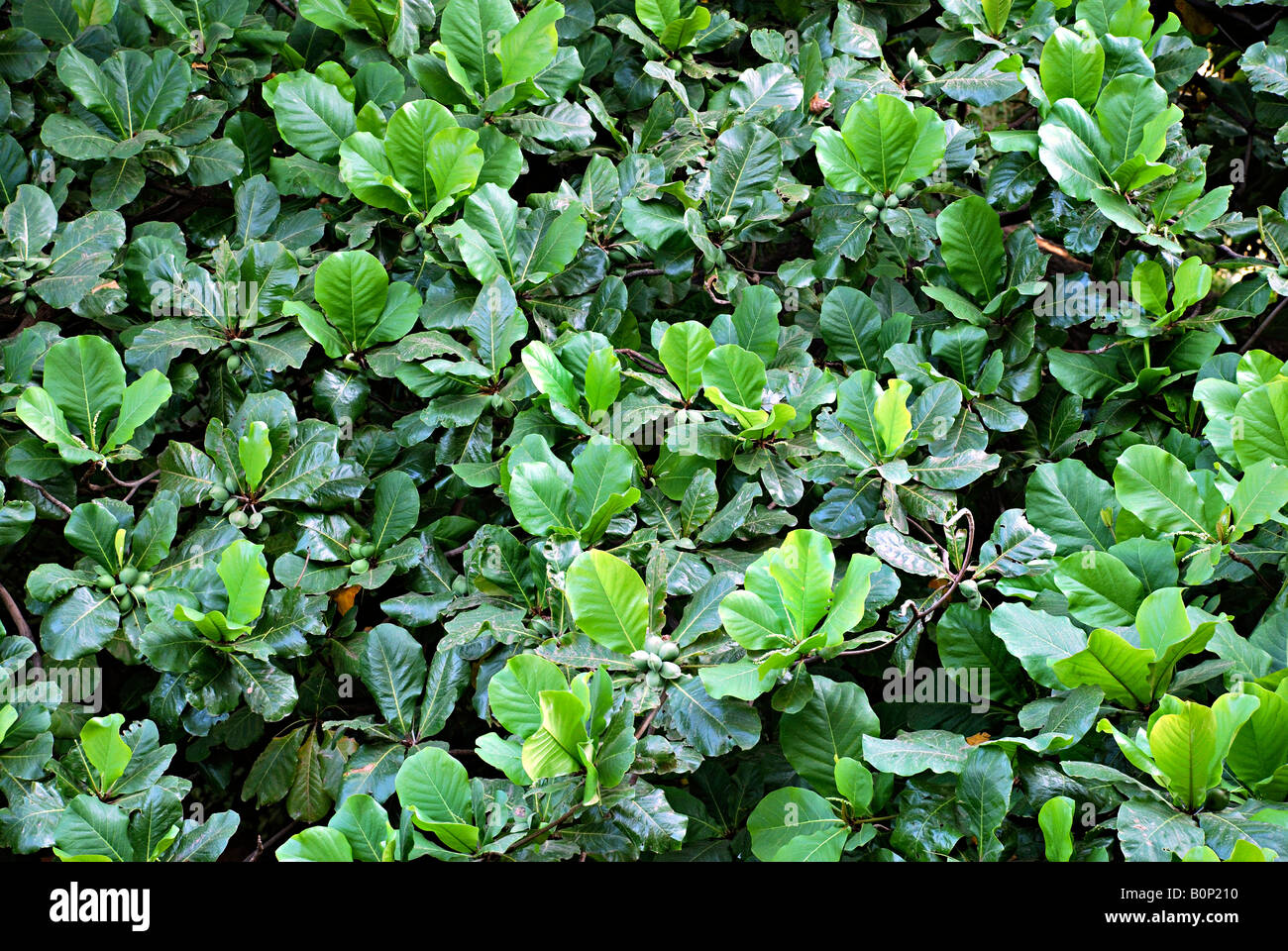 Almond leaves Stock Photo - Alamy