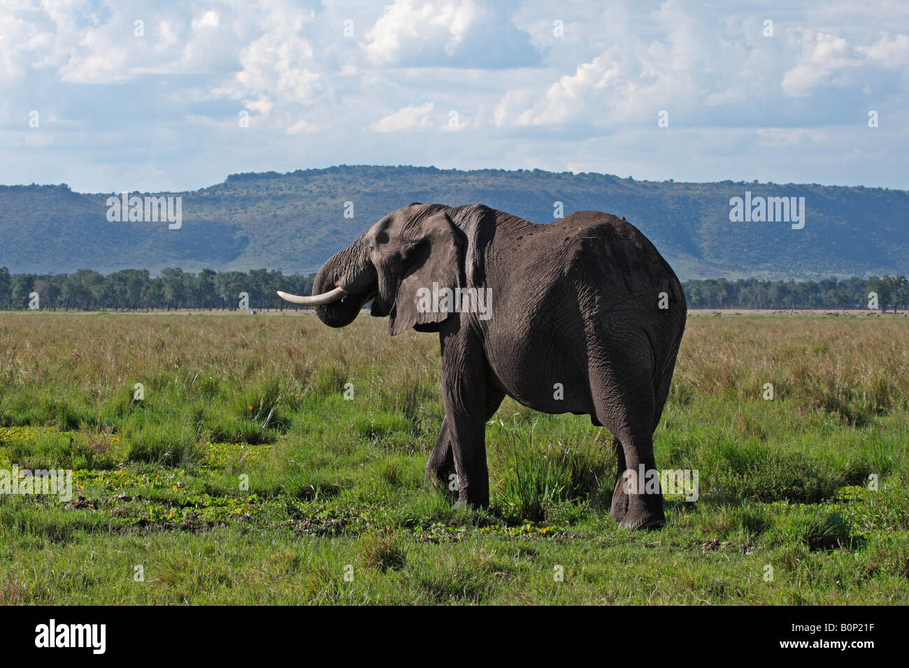 Elephant masai mara hi-res stock photography and images - Alamy