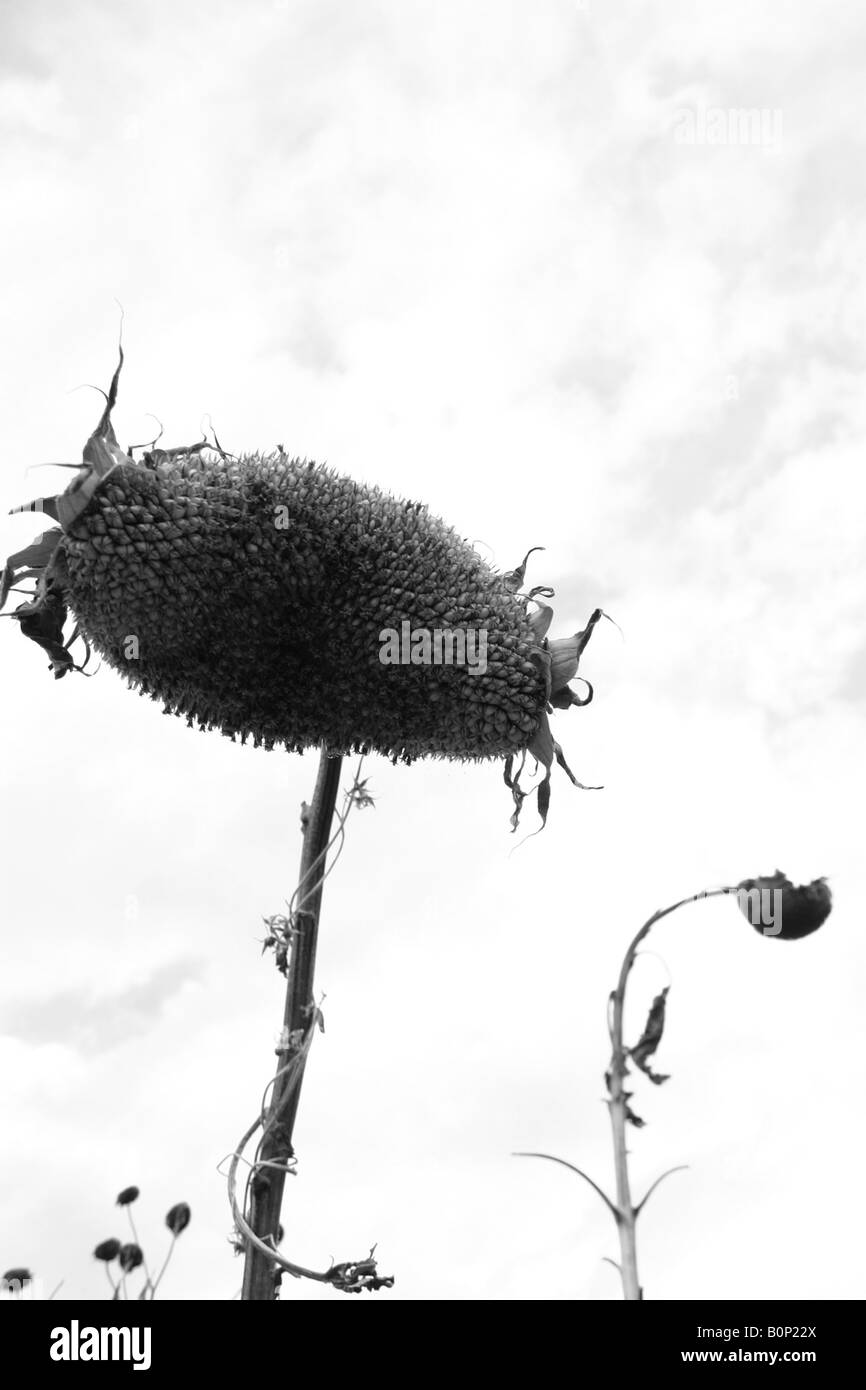 sunflower giant dried dead large flower seed black and white Stock ...