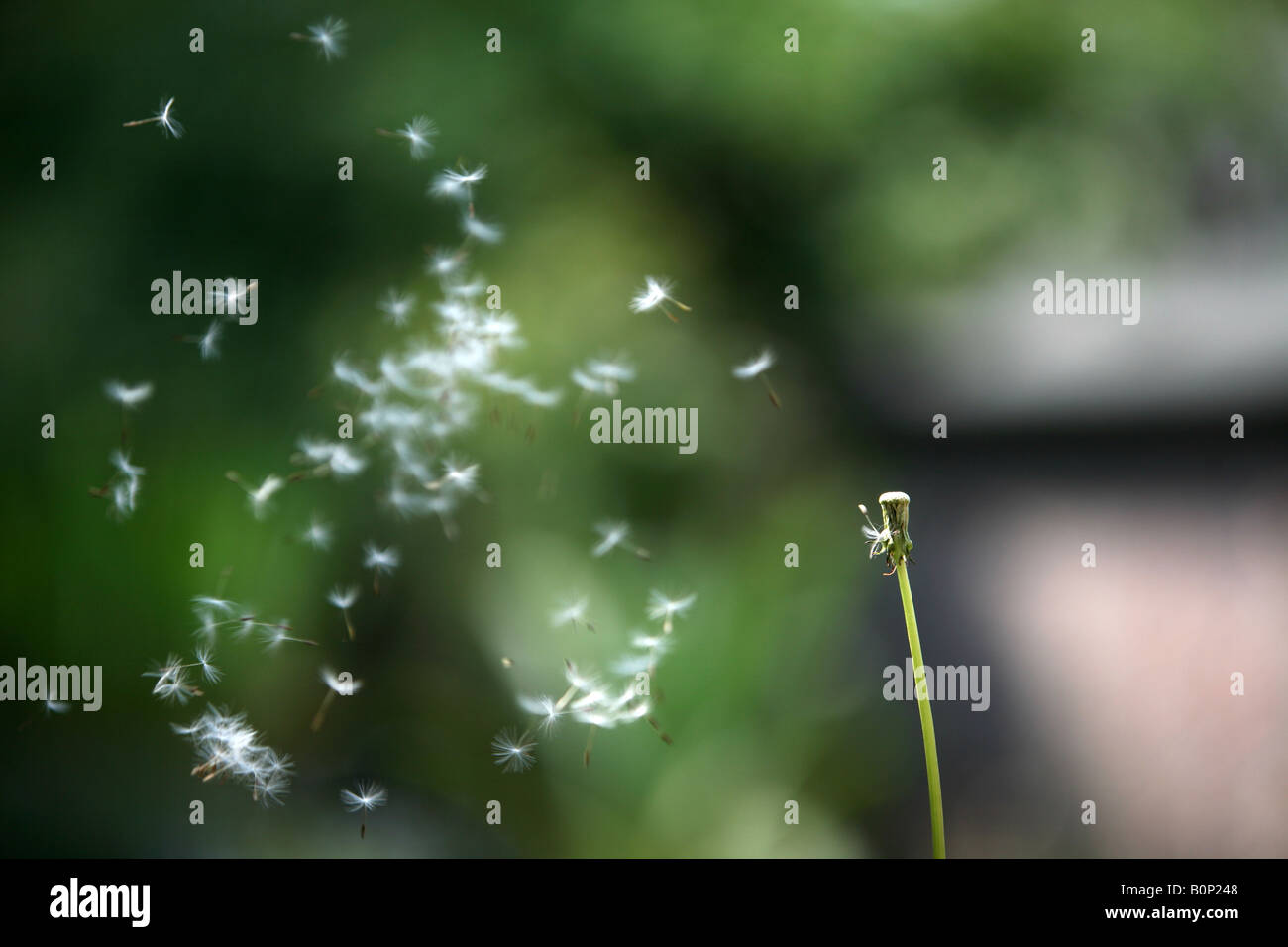 A Dandelion clock being blown Stock Photo - Alamy