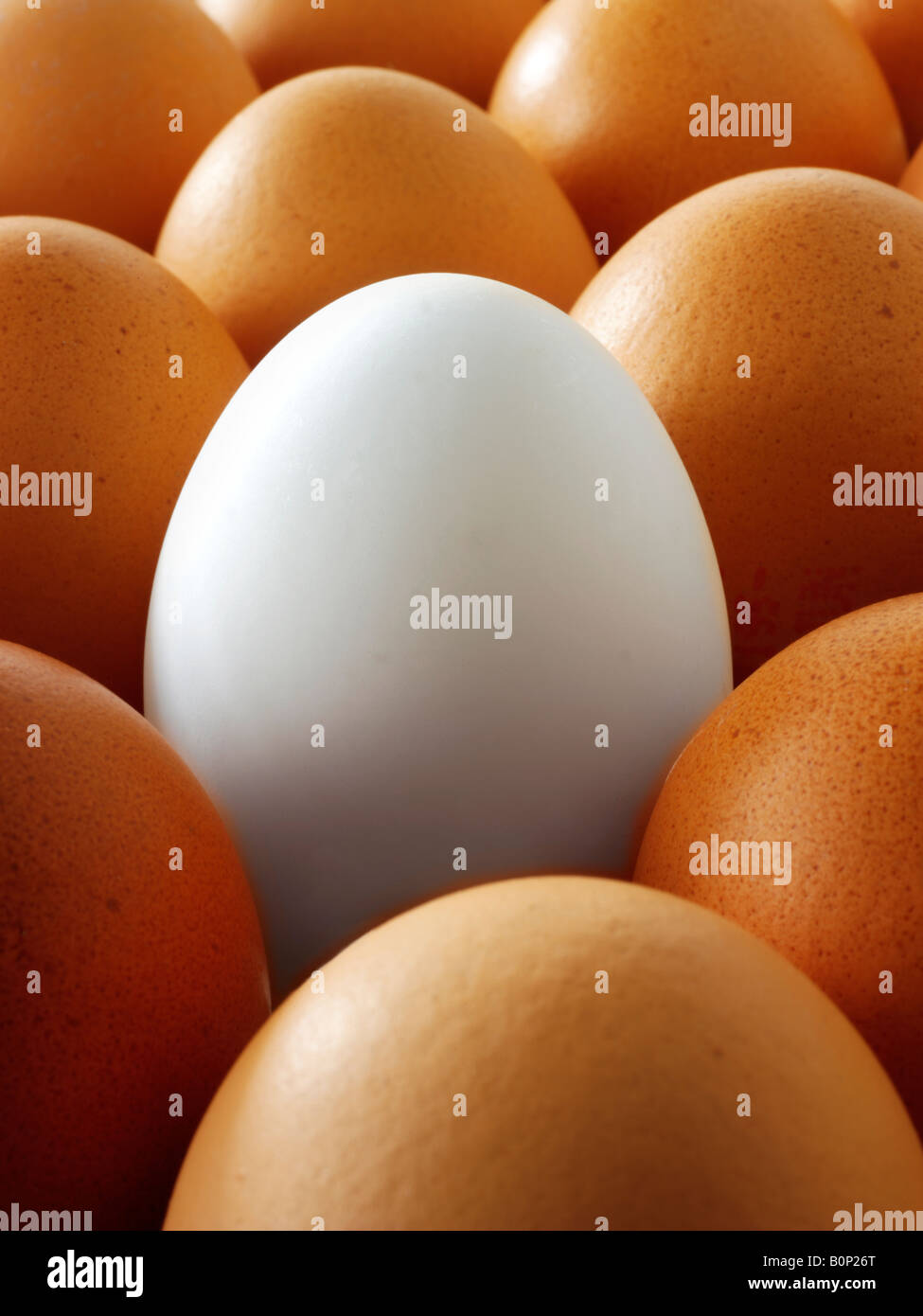 White duck egg hi-res stock photography and images - Alamy