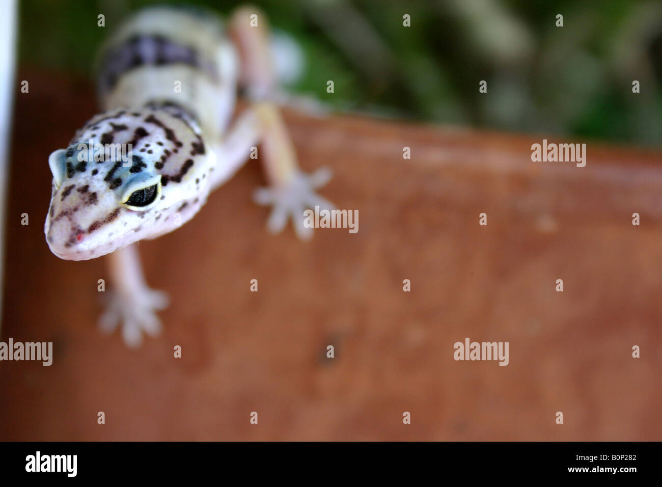 Leopard gecko face hi-res stock photography and images - Alamy