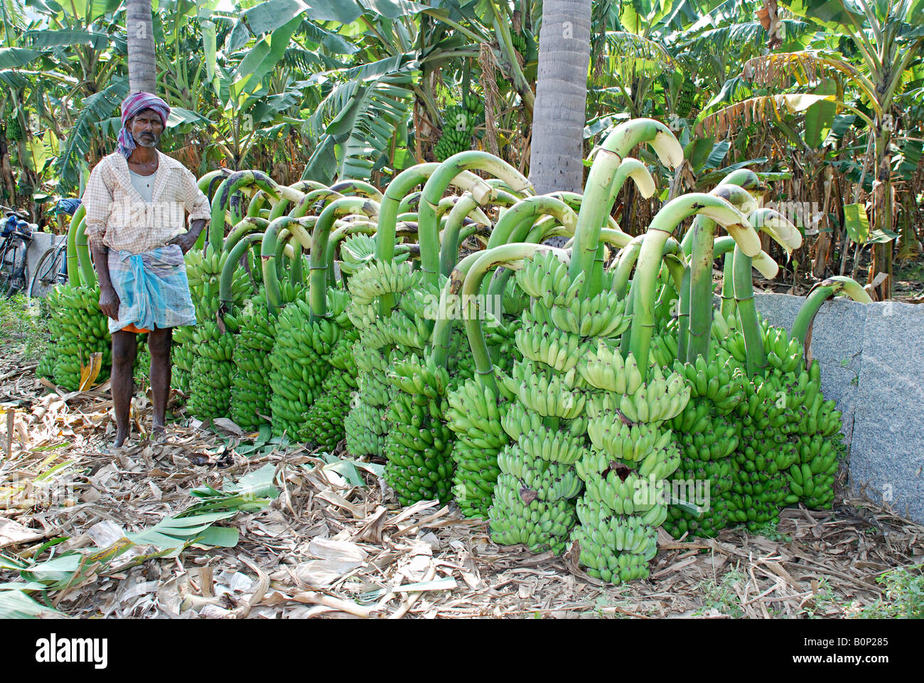 Bunch of Banana Stock Photo - Alamy