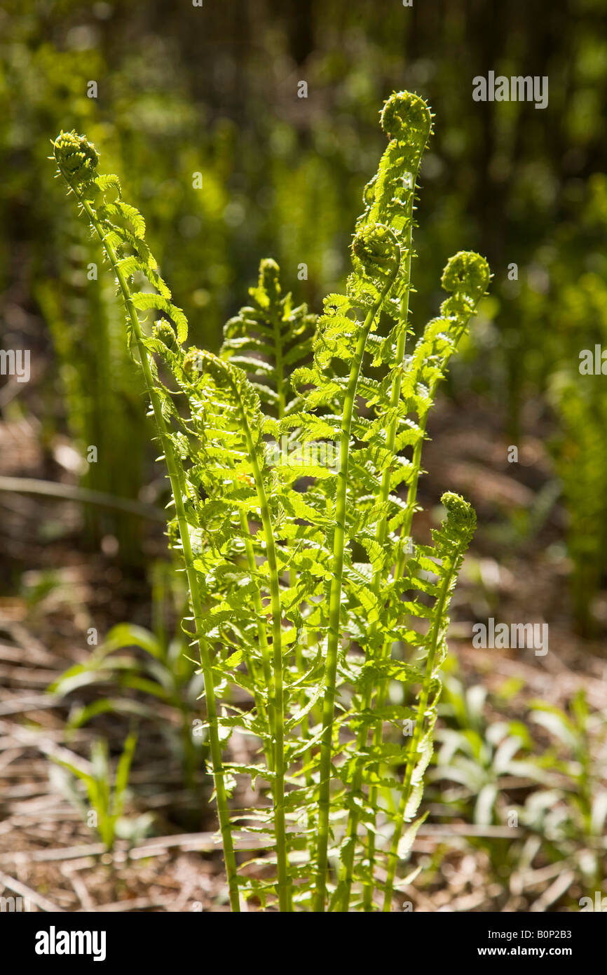 Wild fern in a woodlot in Ontario Canada Stock Photo - Alamy