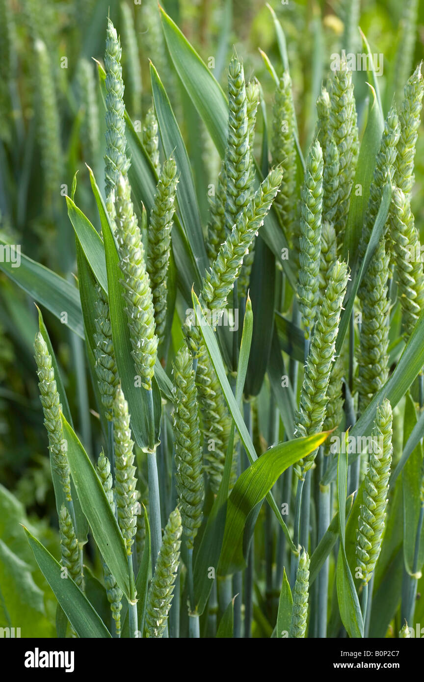 Wheat leaf hi-res stock photography and images - Alamy