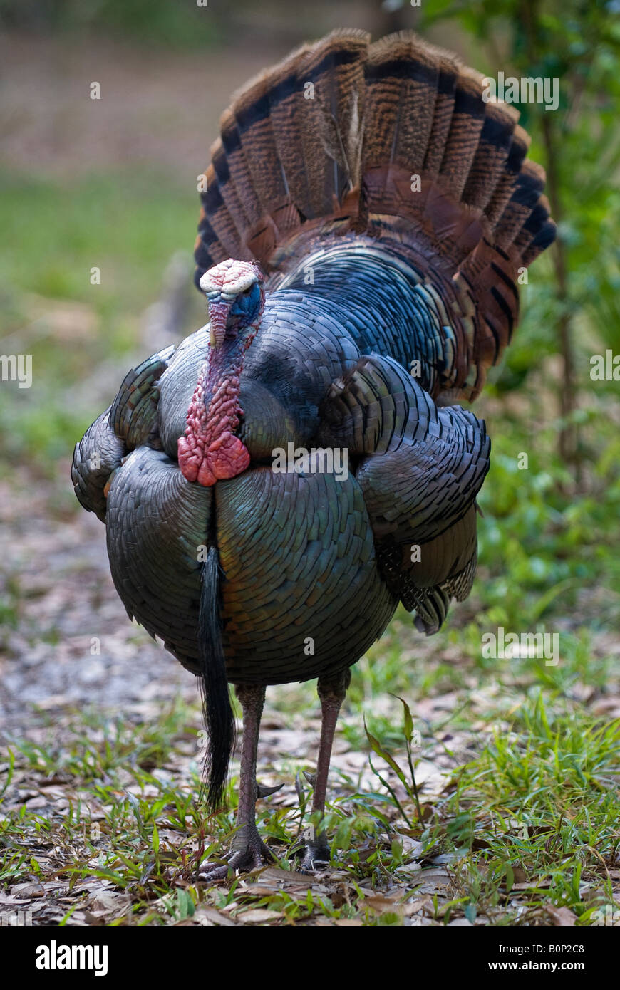 Male Wild Turkey in forest displays plumage, Lake Kissimmee State Park ...