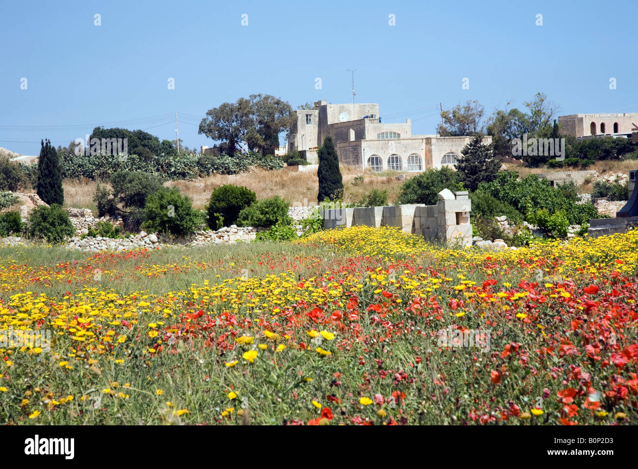 Flowering meadow of Spring Flowers Spring in Malta Stock Photo - Alamy