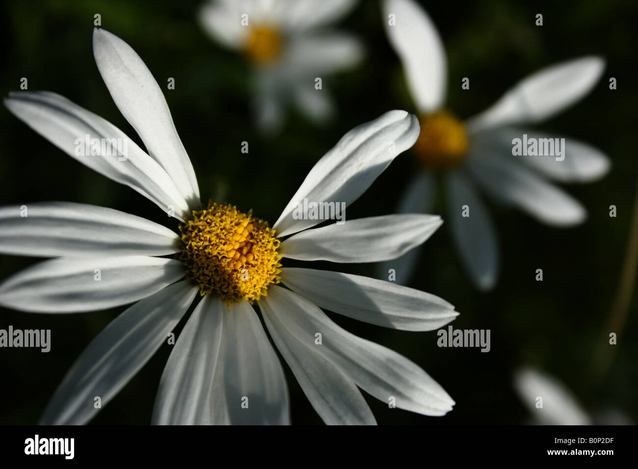 Missing petals hi-res stock photography and images - Alamy