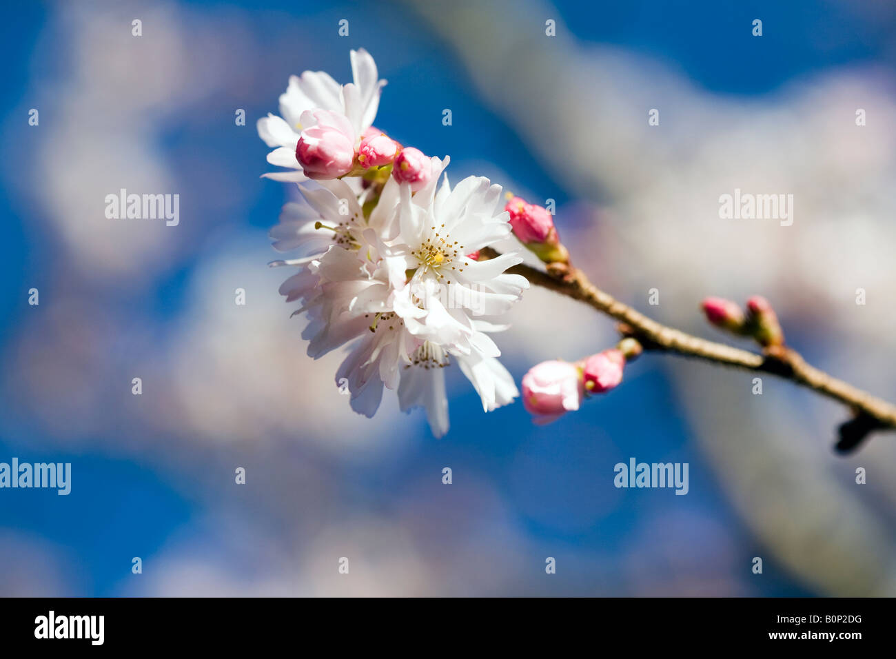 Kent countryside in early spring hi-res stock photography and images ...