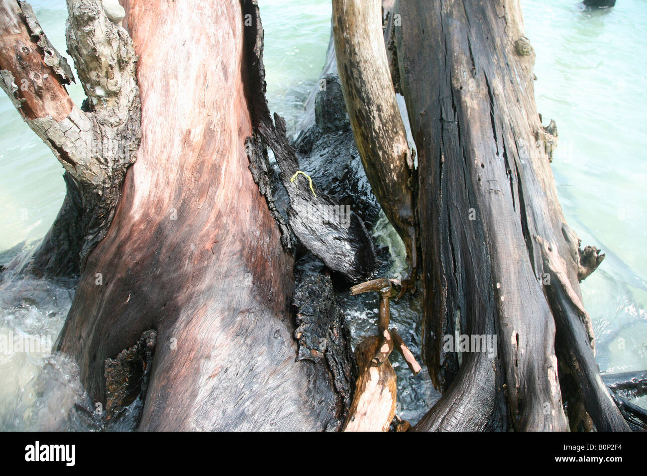 A section of tree at havelock island, andaman, india Stock Photo - Alamy